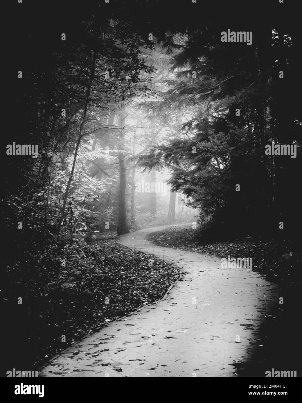 Winding path through woodland, North Yorkshire Stock Photo - Alamy