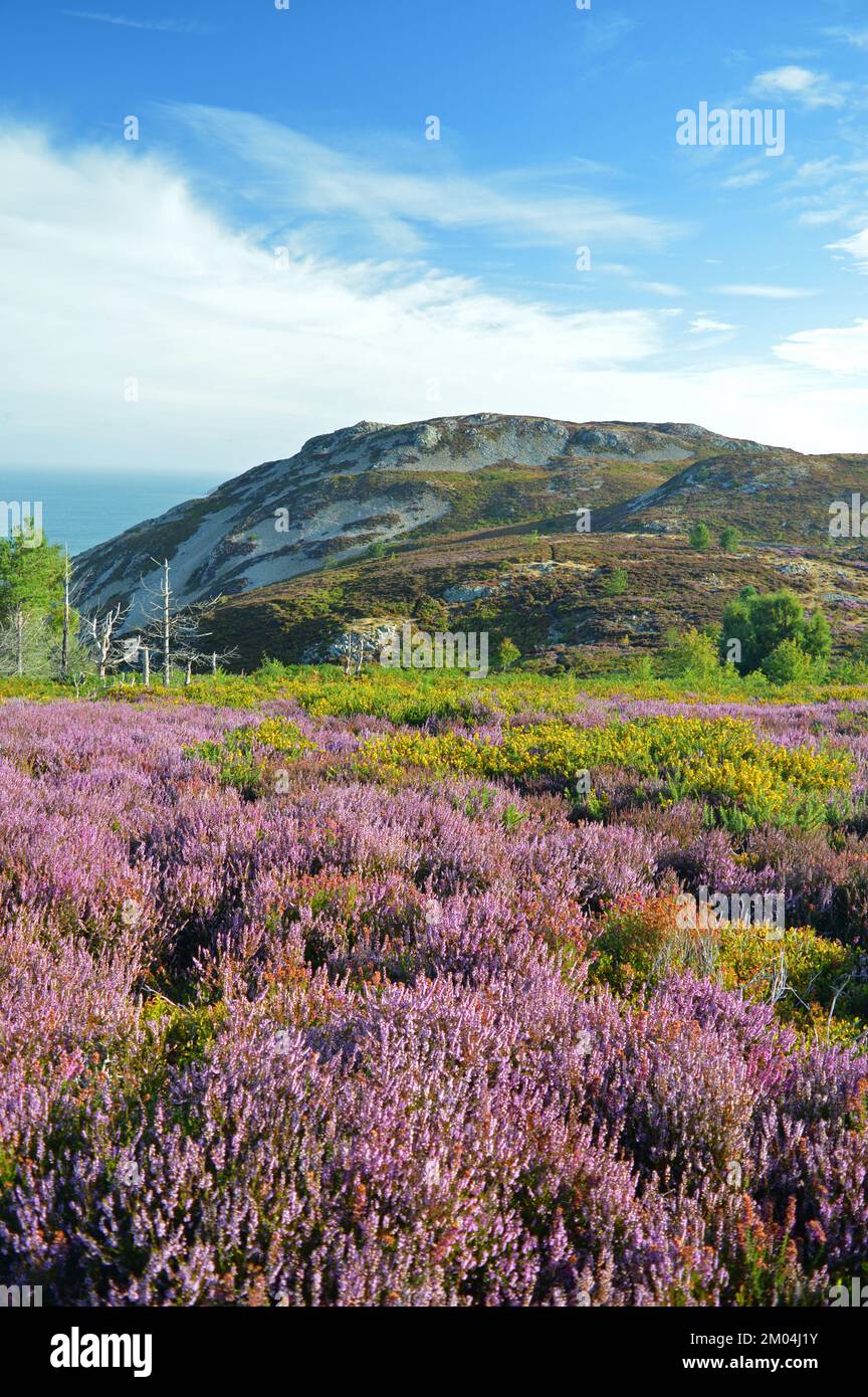 Penmaen park hi-res stock photography and images - Alamy