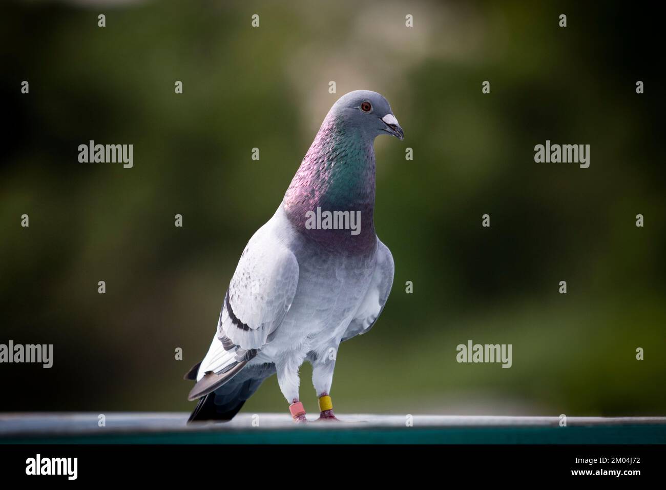 full body of male homing pigeon standing at home loft Stock Photo - Alamy