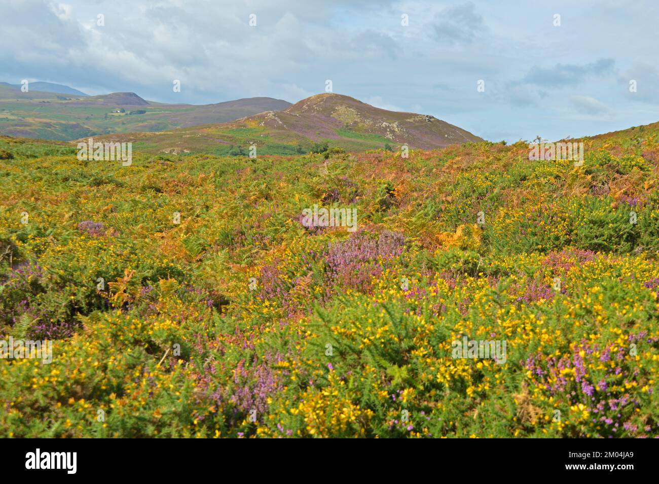 Heather and gorse on Conwy mountain trail Stock Photo - Alamy