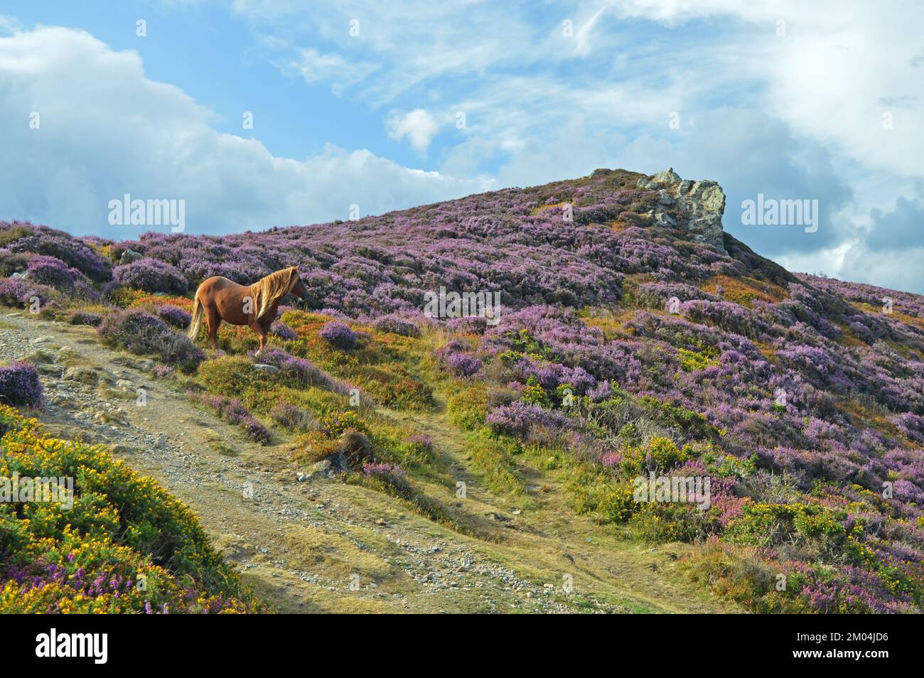 Carneddau pony on coastal path of Conwy mountain Stock Photo - Alamy