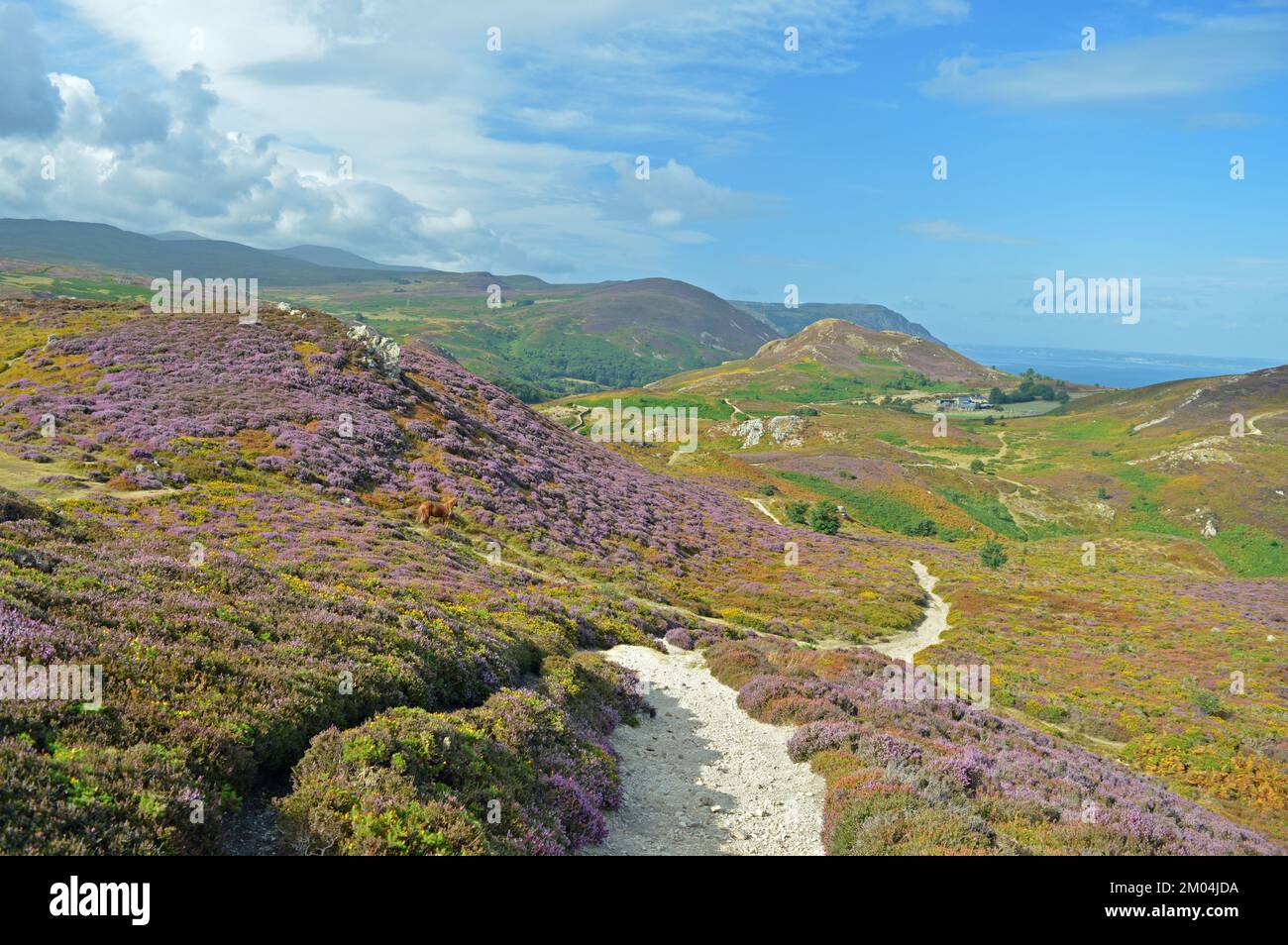 Carneddau pony on coastal path of Conwy mountain Stock Photo - Alamy