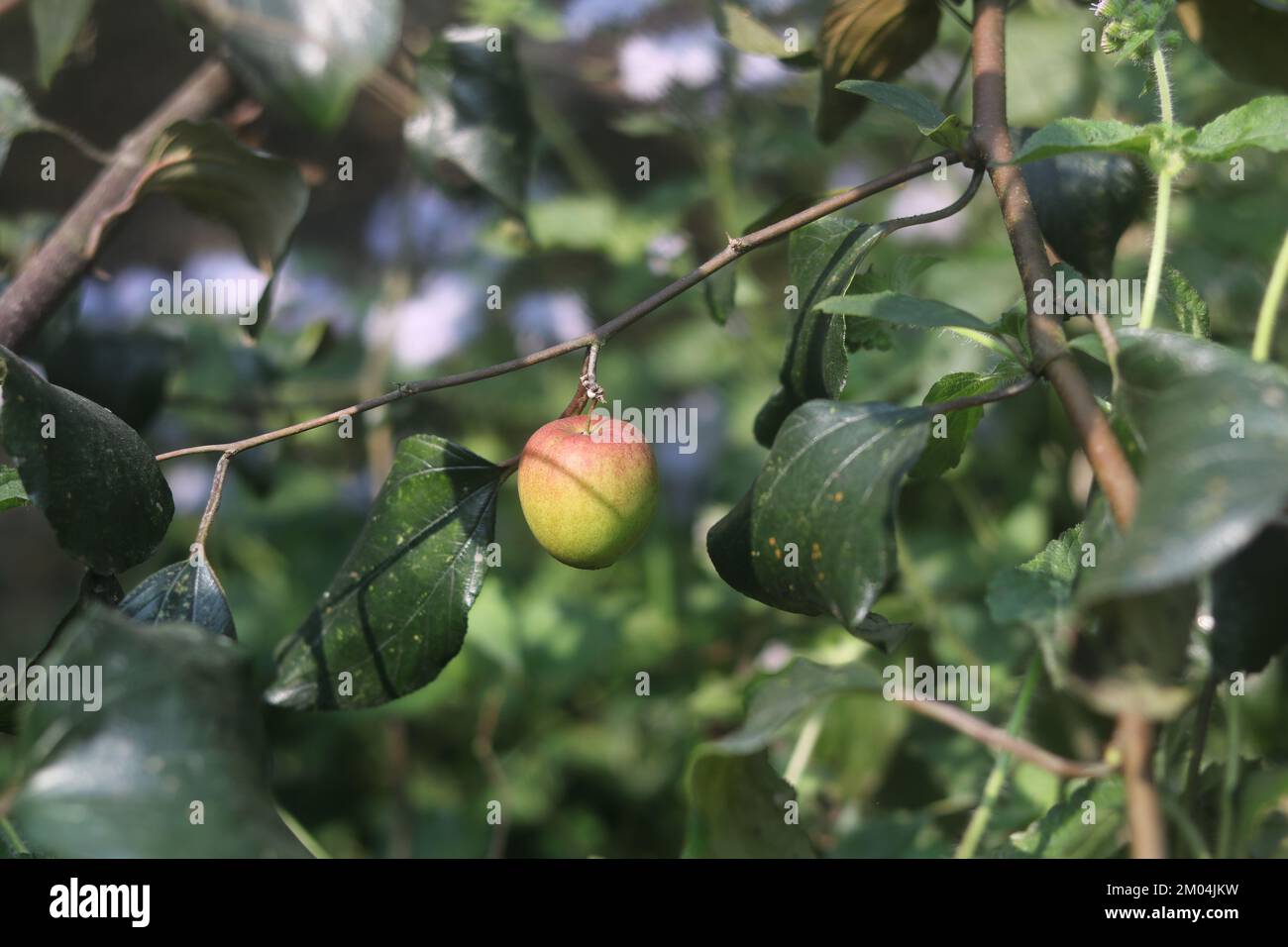 Green jujube tree hi-res stock photography and images - Alamy