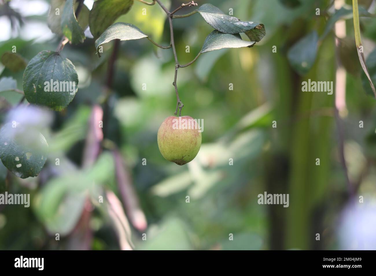 Boroi tree hi-res stock photography and images - Alamy