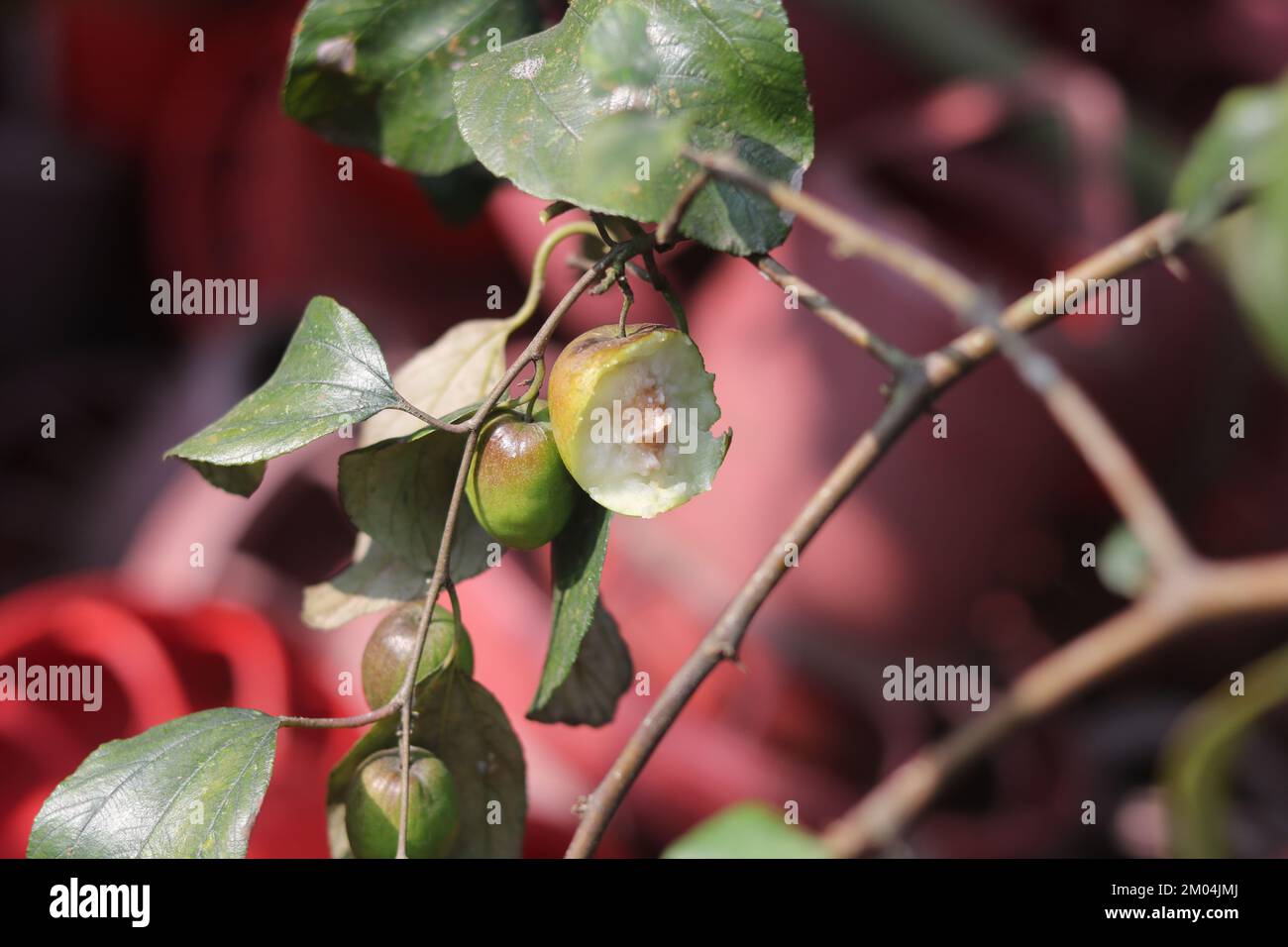 Kul boroi hi-res stock photography and images - Alamy