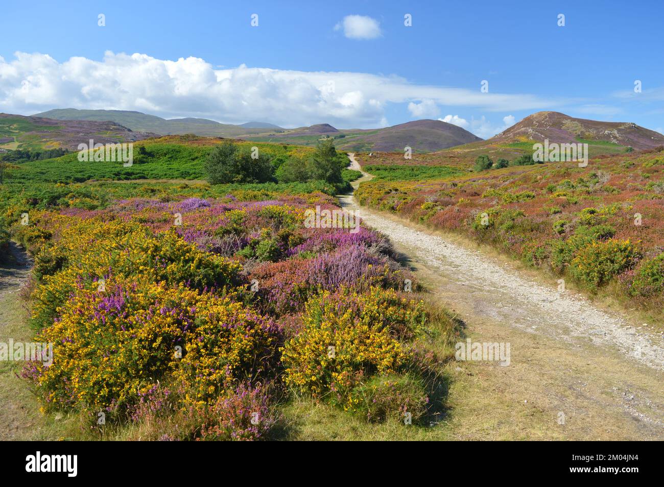 Conwy mountain path, Heather and views towards Carneddau mountains ...
