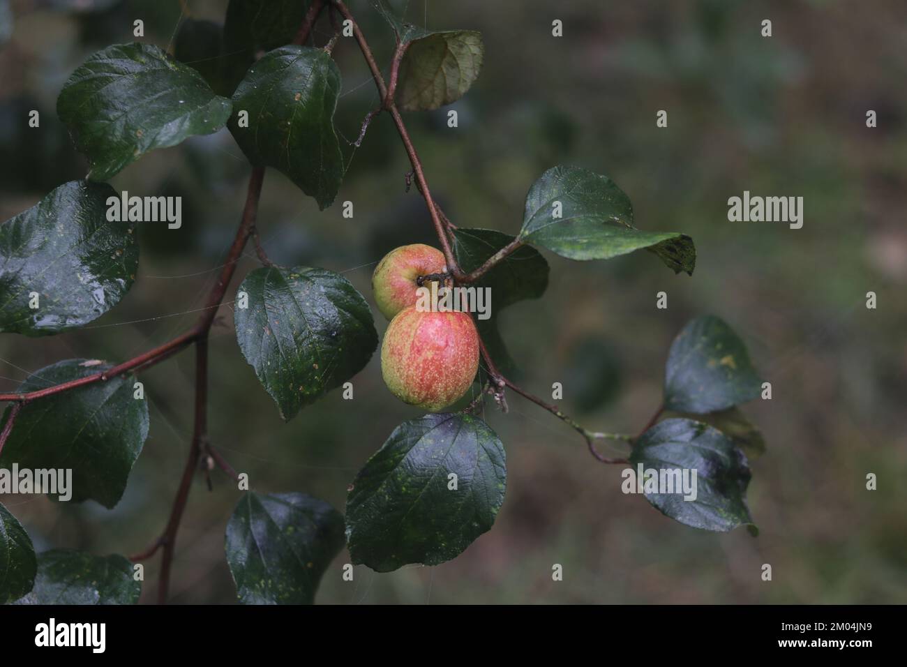 Many color sweet kul boroi plums,Fruit boroi in the vegetable on ...