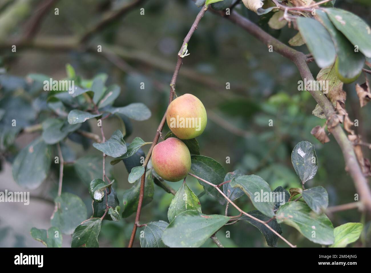 Red apple boroi isolated plant,The kul boroi in the garden Stock Photo ...