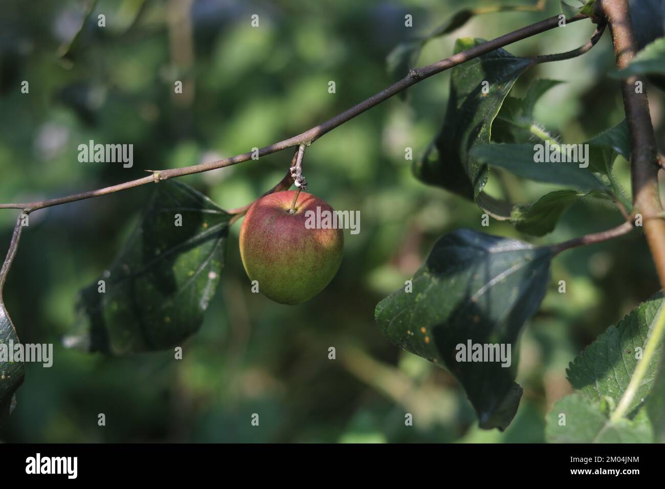 Red apple kul boroi fruit isolated, Apple kul boroi for sale at a ...
