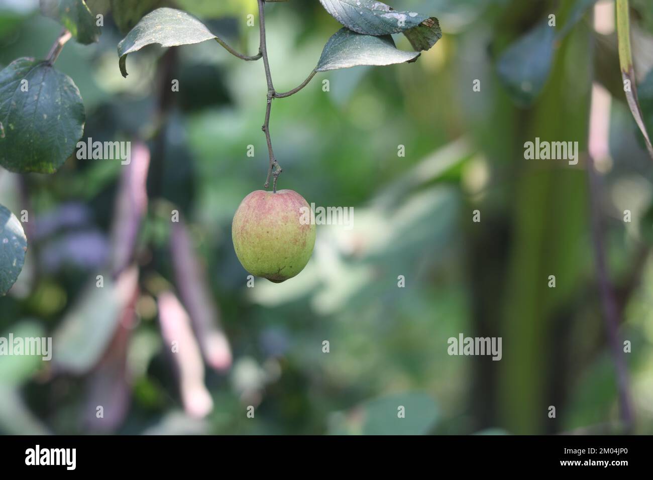 Apple kul hi-res stock photography and images - Alamy