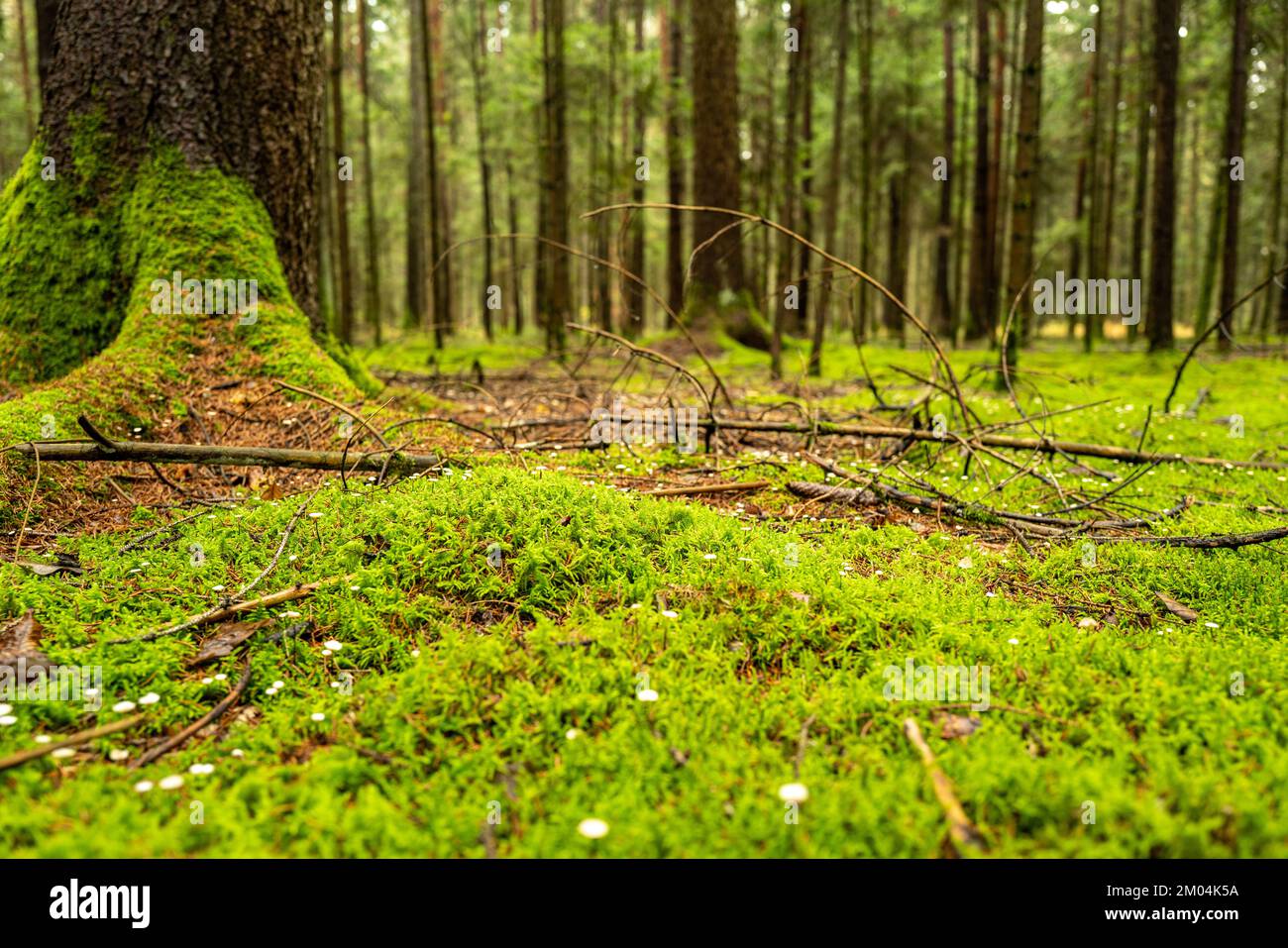 Forest floor covered with moss Stock Photo - Alamy