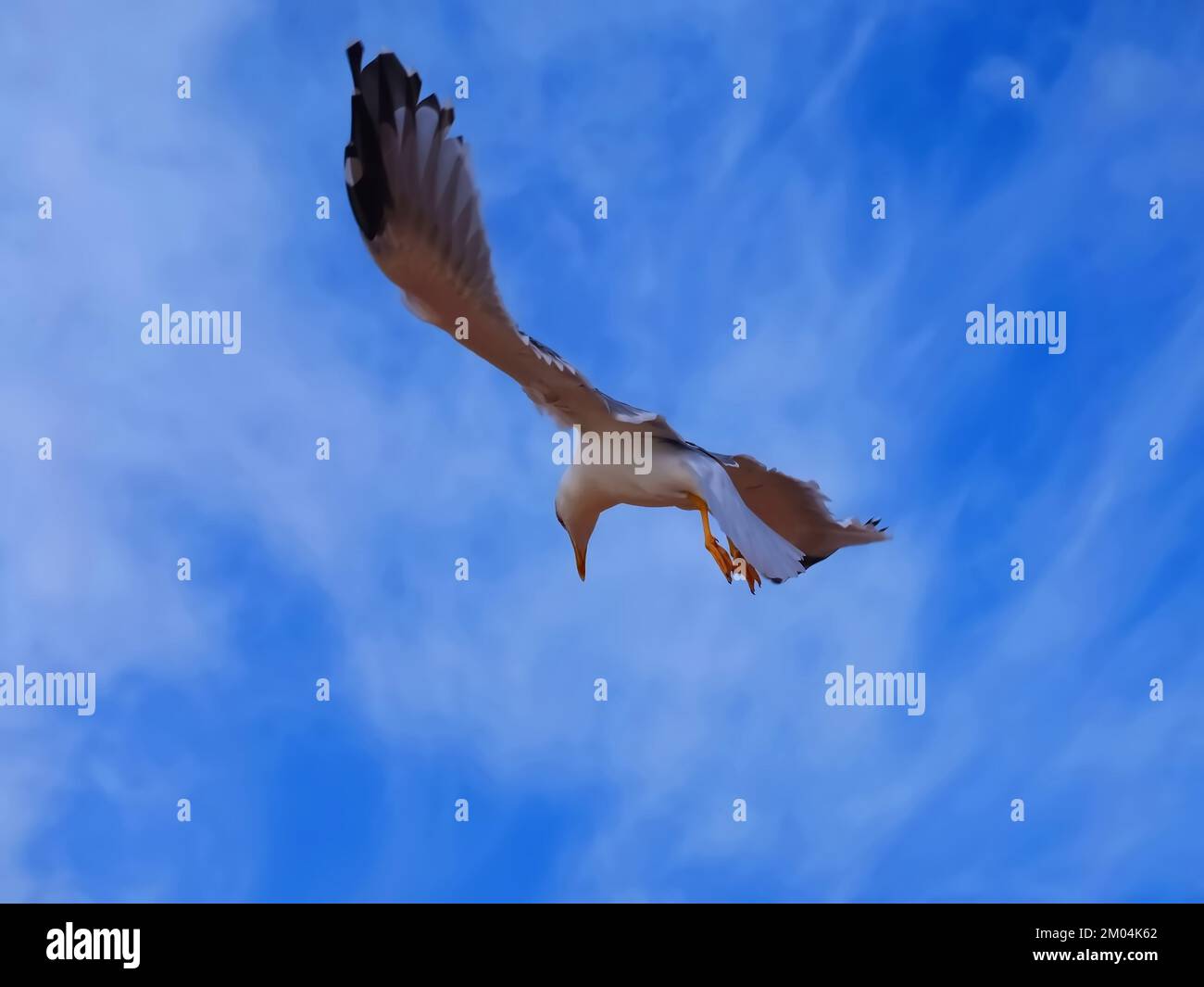 Seagull legs detail hi-res stock photography and images - Alamy