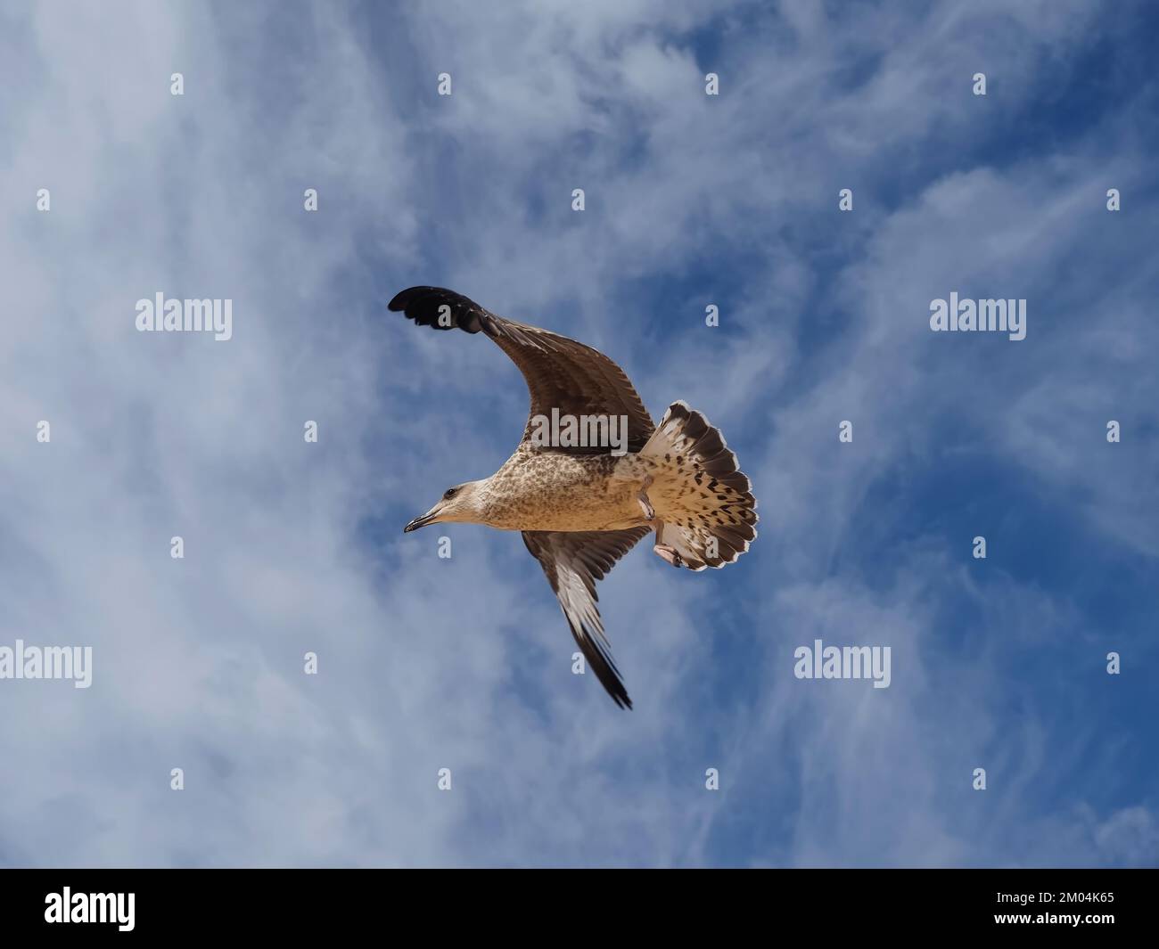 Silver seagull face hi-res stock photography and images - Alamy