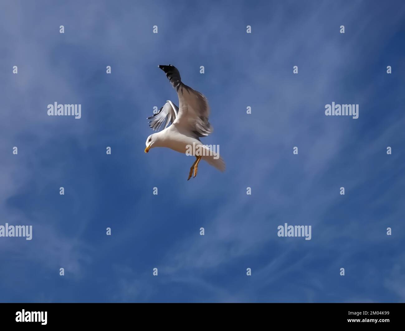 Seagull legs detail hi-res stock photography and images - Alamy