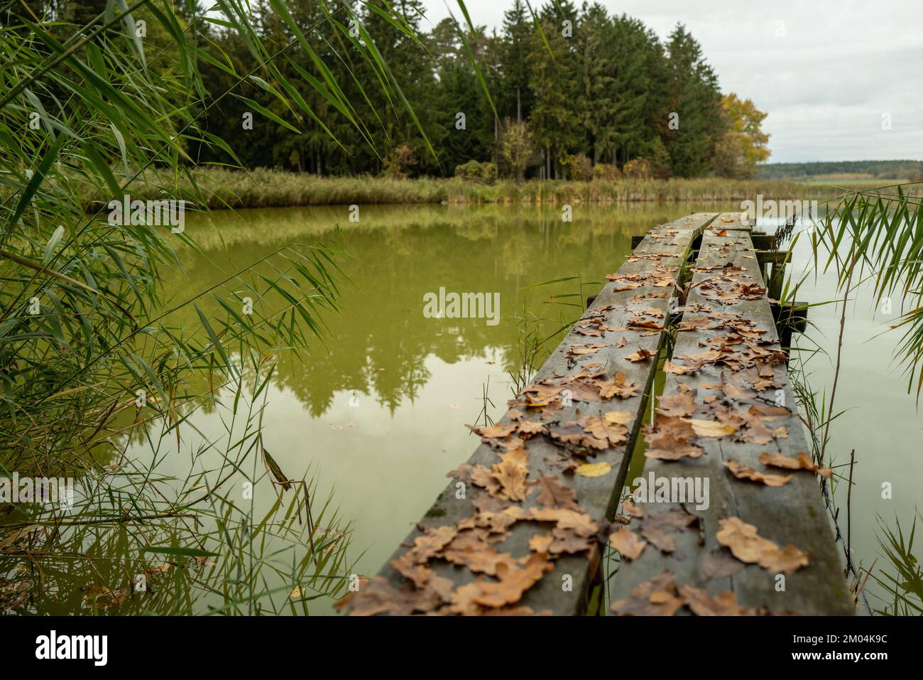 Green shimmering fish pond Stock Photo - Alamy