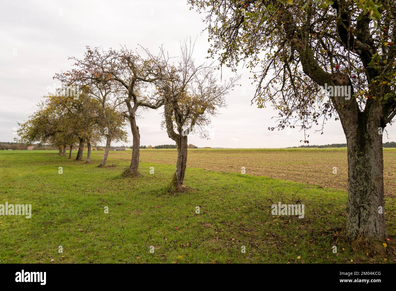 Row of trees in autumn hi-res stock photography and images - Alamy