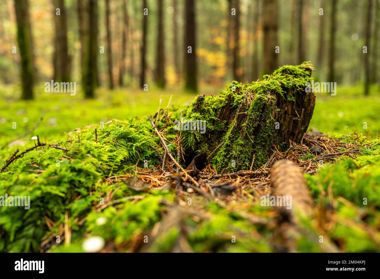 Tree stump overgrown with moss Stock Photo - Alamy