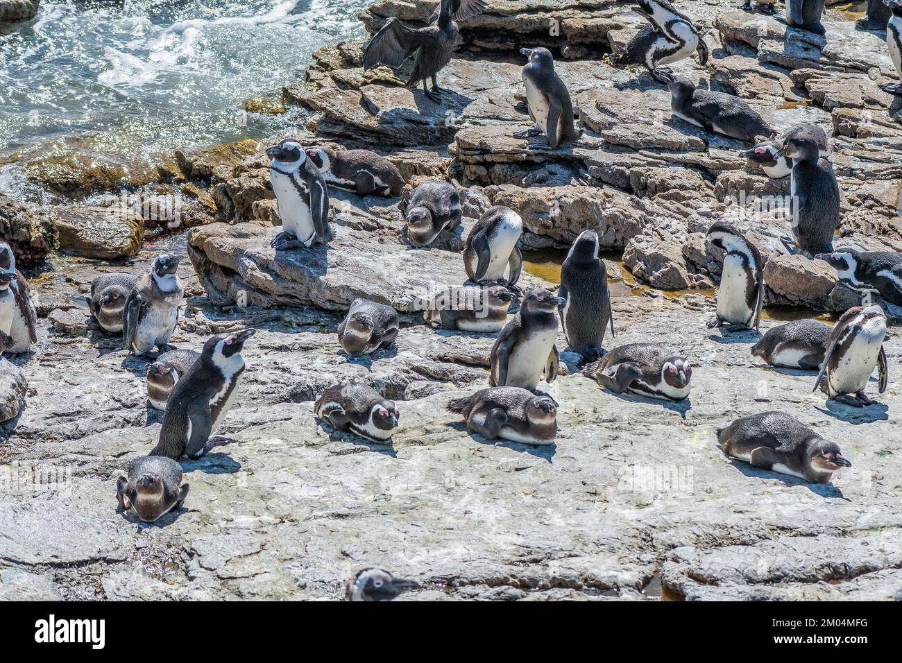African Penguins at Stony Point Nature Reserve in Bettys Bay Stock ...