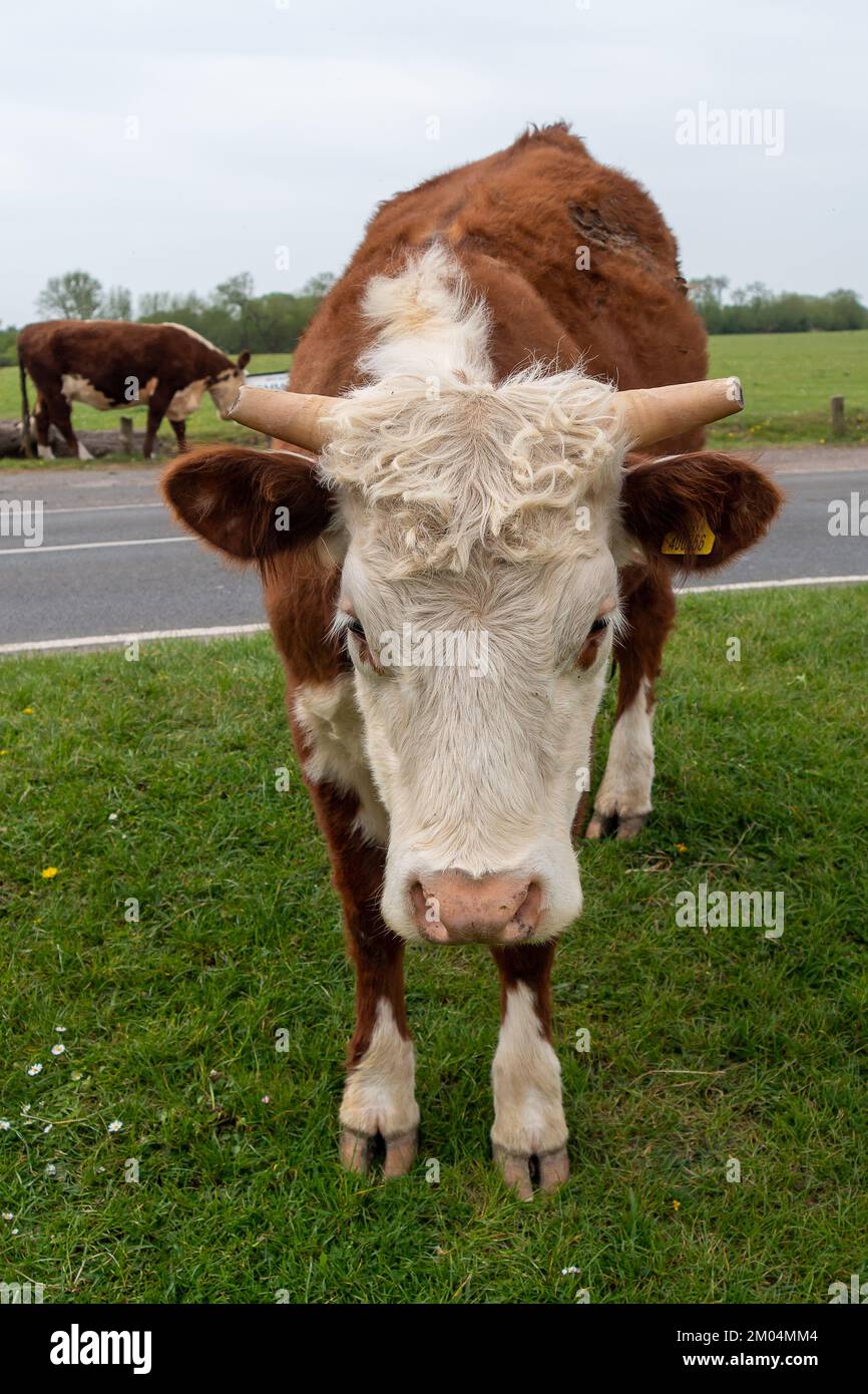Hundreds of cows hi-res stock photography and images - Alamy