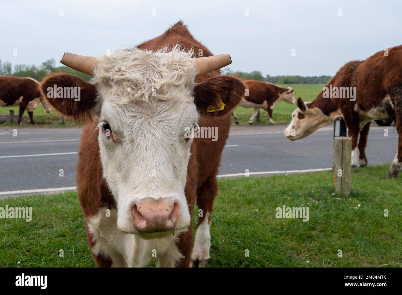 Hundreds of cows hi-res stock photography and images - Alamy