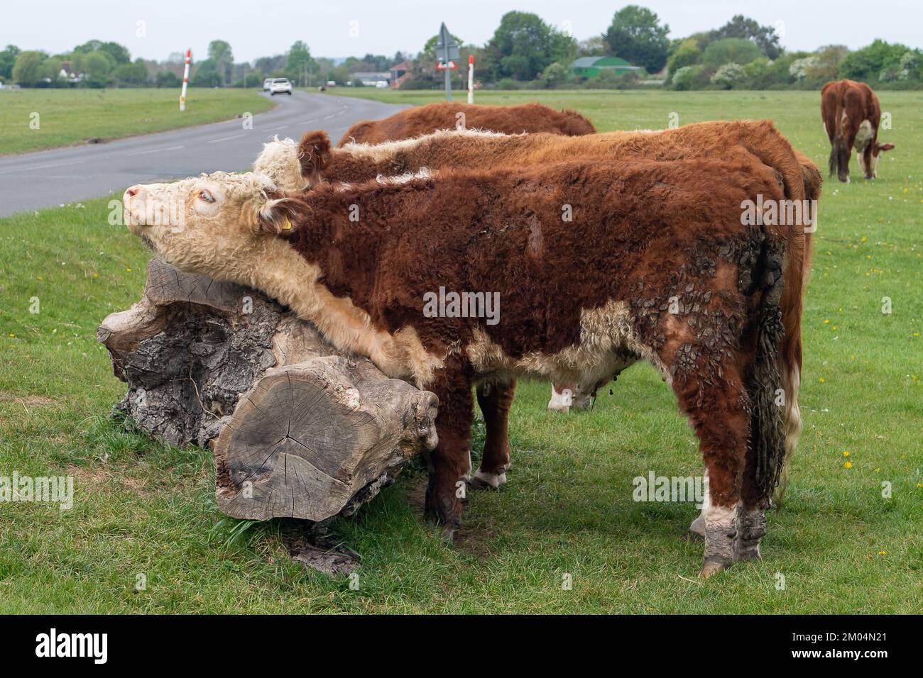 Dorney, Buckinghamshire, UK. 28th April, 2022. Cattle grazing on Dorney ...
