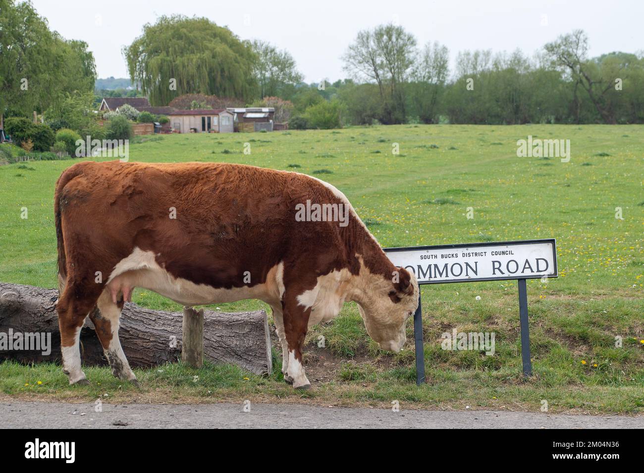 Dorney, Buckinghamshire, UK. 28th April, 2022. Cattle grazing on Dorney ...