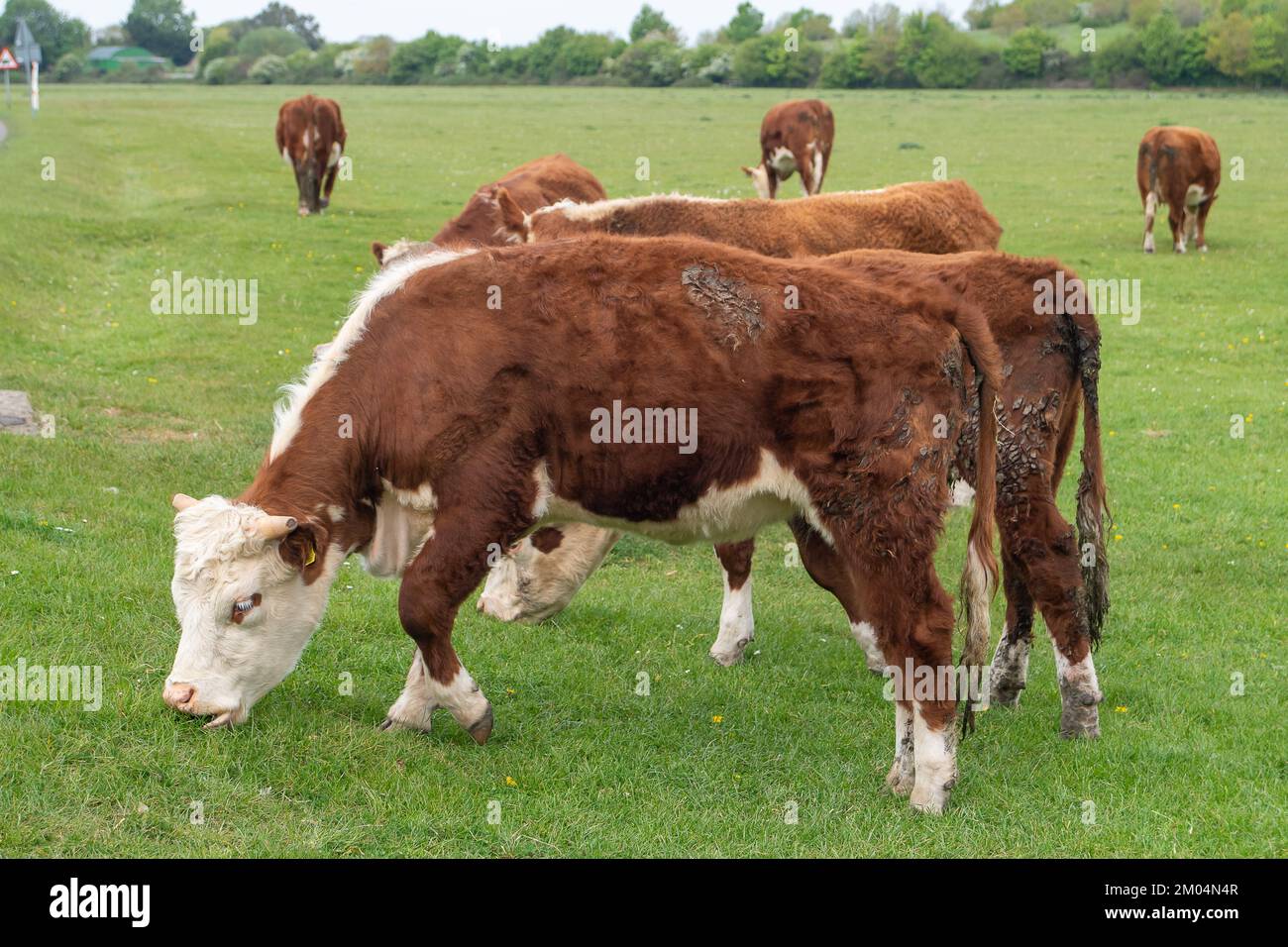 Dorney, Buckinghamshire, UK. 28th April, 2022. Cattle grazing on Dorney ...