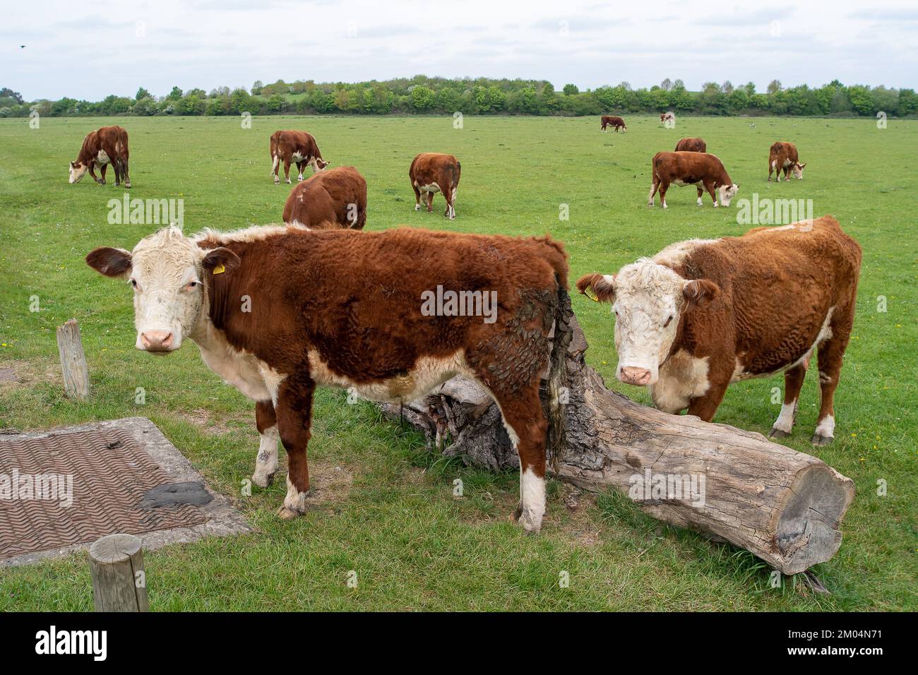 Dorney, Buckinghamshire, UK. 28th April, 2022. Cattle grazing on Dorney ...