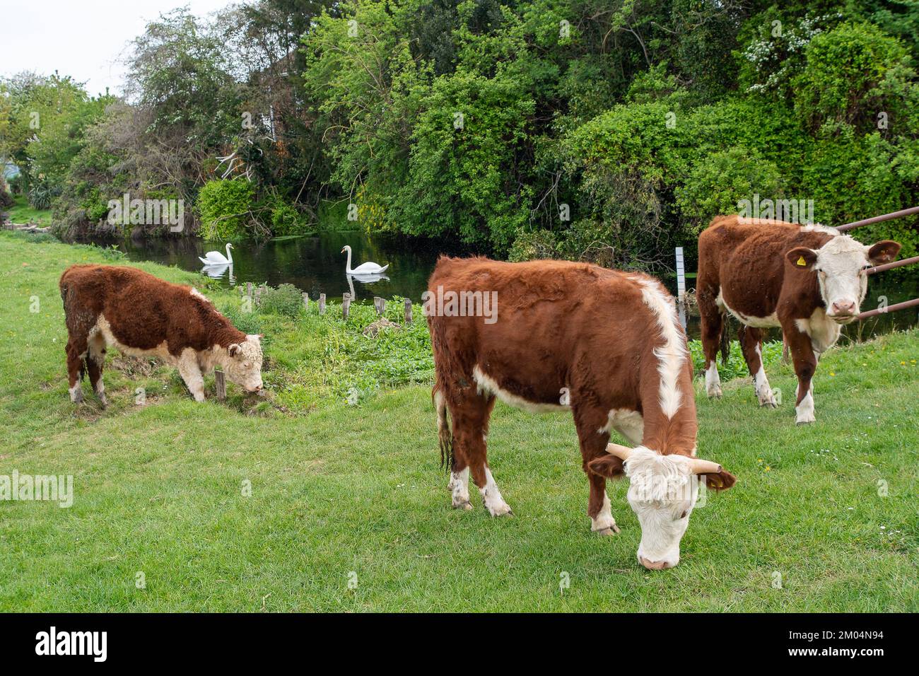 Dorney, Buckinghamshire, UK. 28th April, 2022. Cattle grazing on Dorney ...
