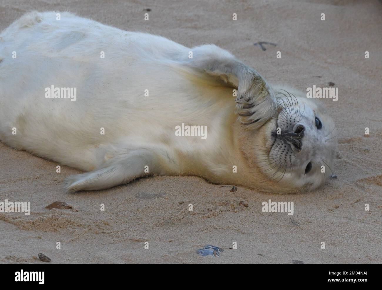 Baby seals of Norfolk Stock Photo - Alamy