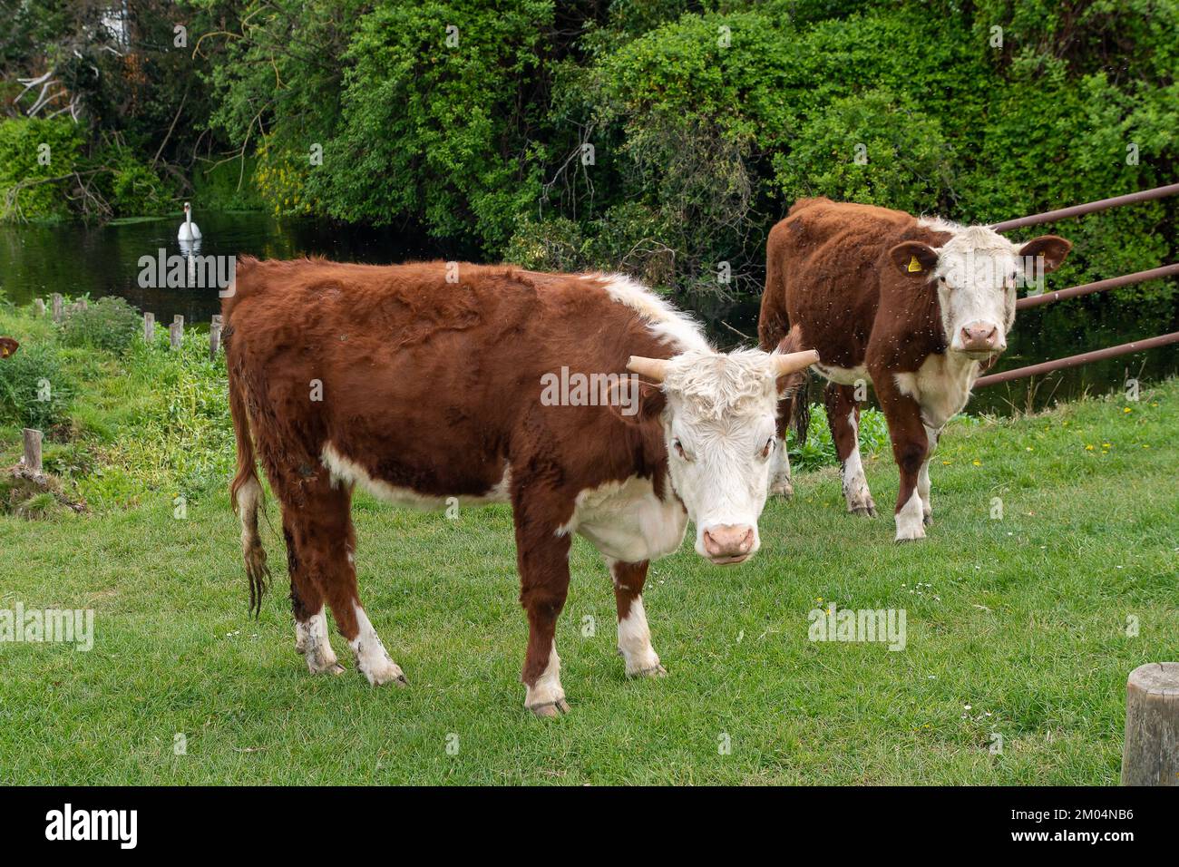 Dorney, Buckinghamshire, UK. 28th April, 2022. Cattle grazing on Dorney ...