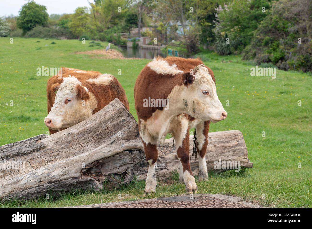 Dorney, Buckinghamshire, UK. 28th April, 2022. Cattle grazing on Dorney ...