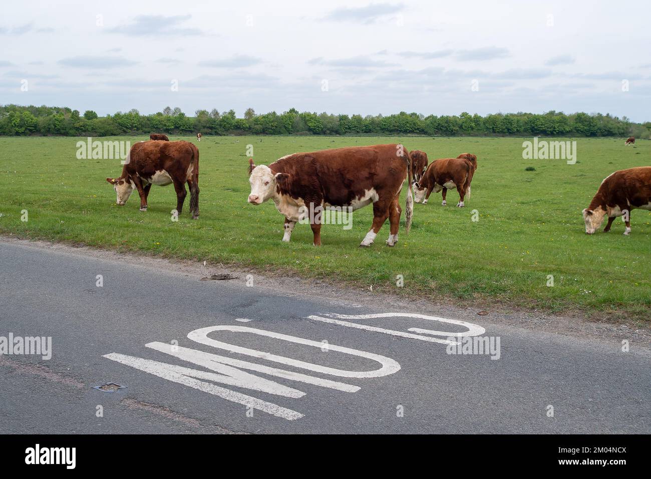 Dorney, Buckinghamshire, UK. 28th April, 2022. Cattle grazing on Dorney ...