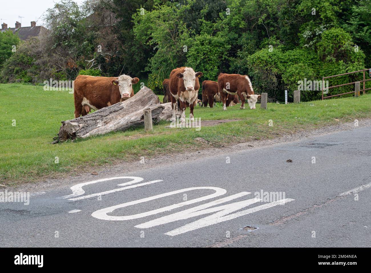 Hundreds of cows hi-res stock photography and images - Alamy