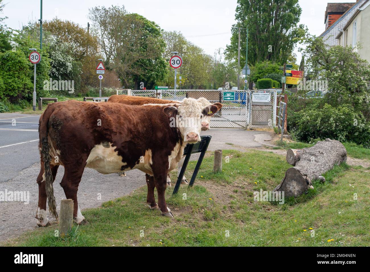Dorney, Buckinghamshire, UK. 28th April, 2022. Cattle grazing on Dorney ...