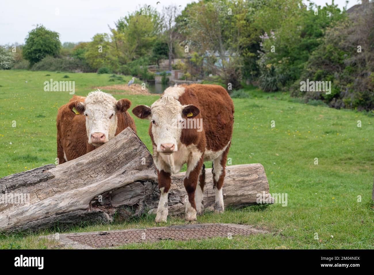 Dorney, Buckinghamshire, UK. 28th April, 2022. Cattle grazing on Dorney ...