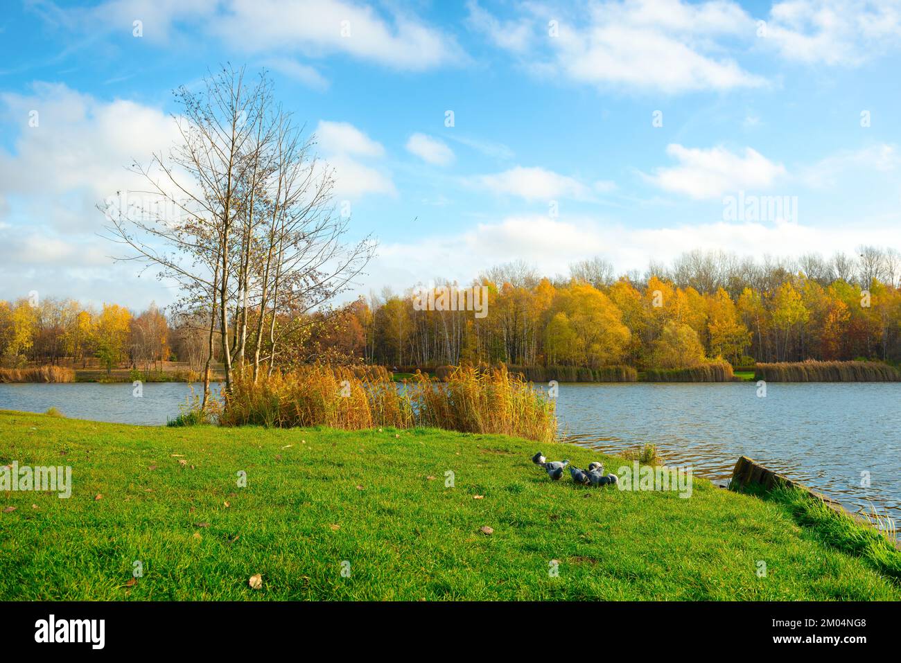 Katowice forest park hi-res stock photography and images - Alamy