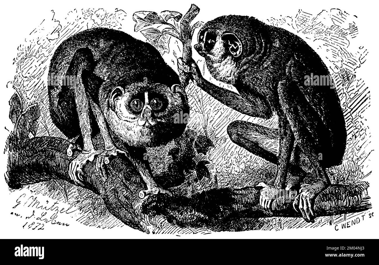 , Loris tardigradus, (zoology book, 1930), Schlanklori Stock Photo - Alamy