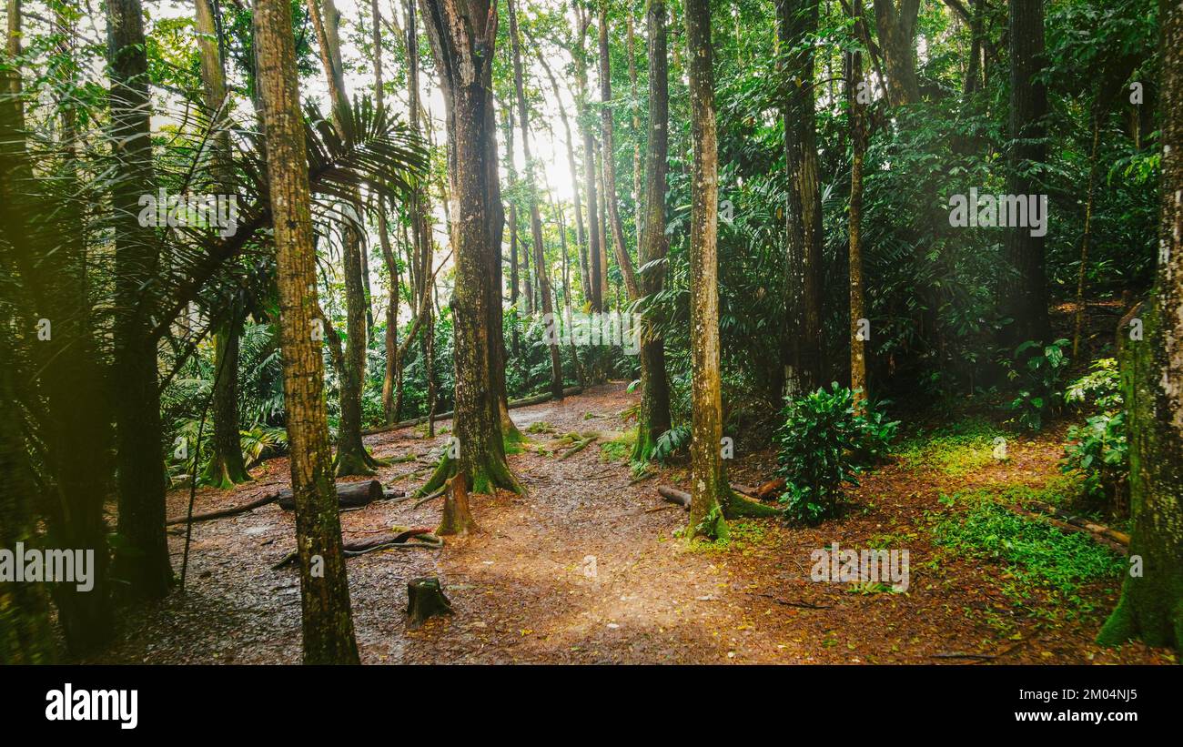 A green Forest image with brown soil floor Stock Photo - Alamy