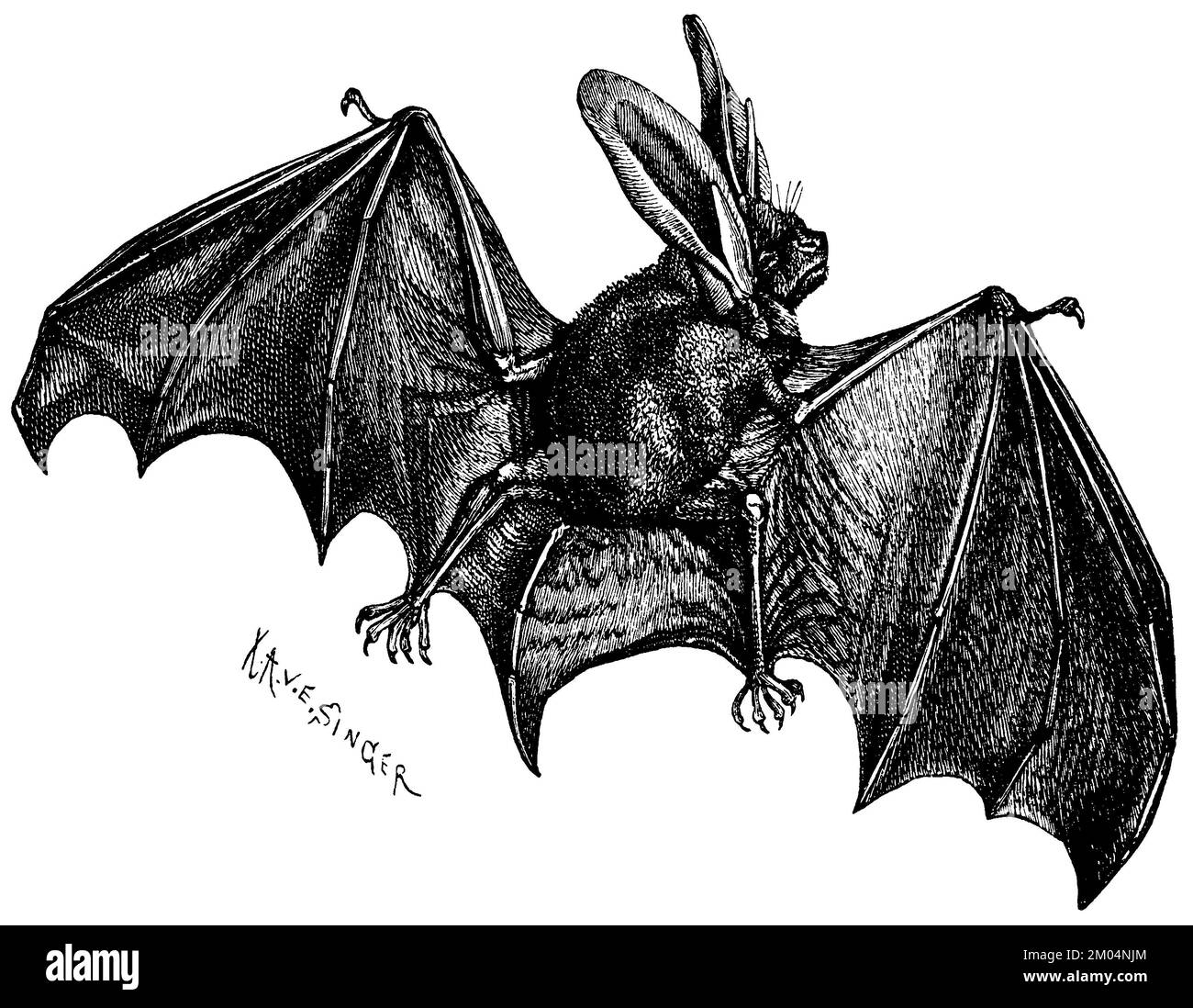 , Plecotus auritus, E. Singer (zoology book, 1894), Ohrenfledermaus ...