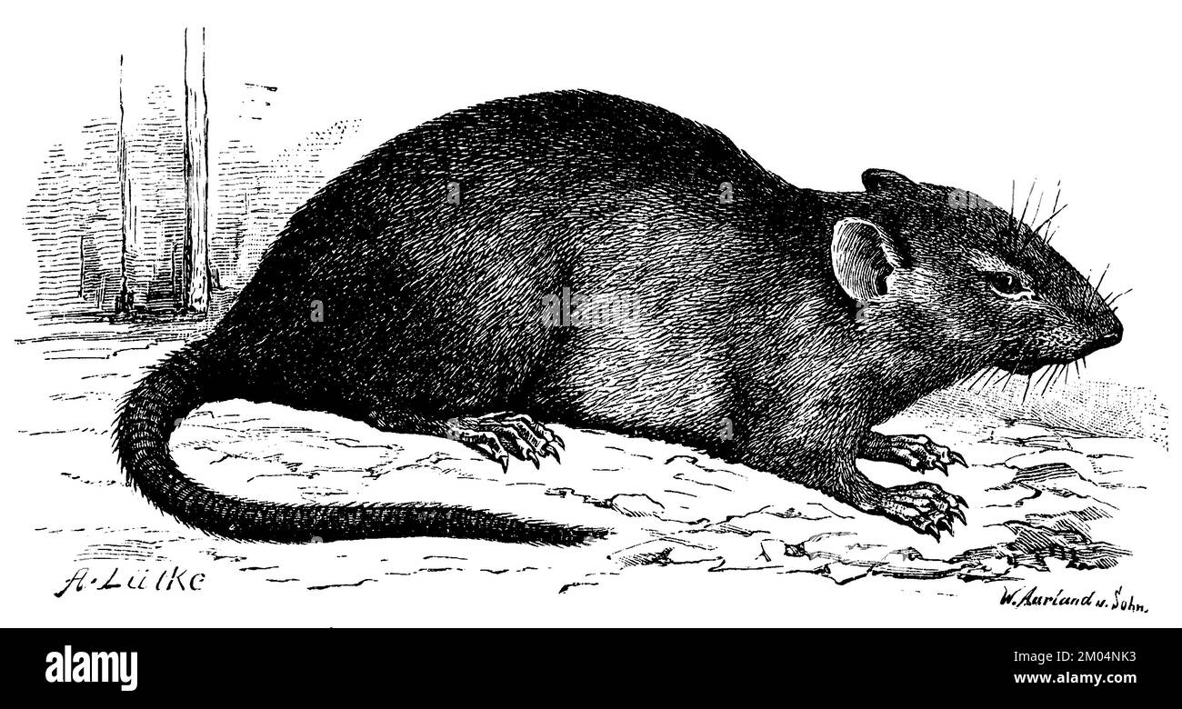 Ungeziefer Black and White Stock Photos & Images - Alamy