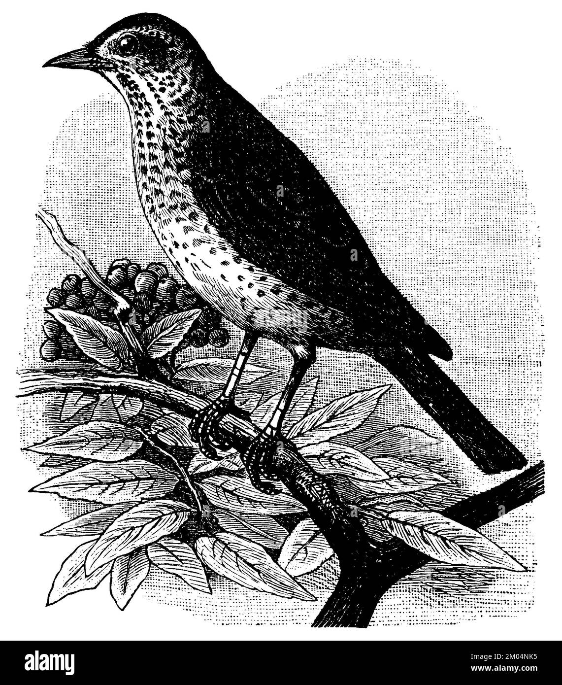 Turdus musicus hi-res stock photography and images - Alamy