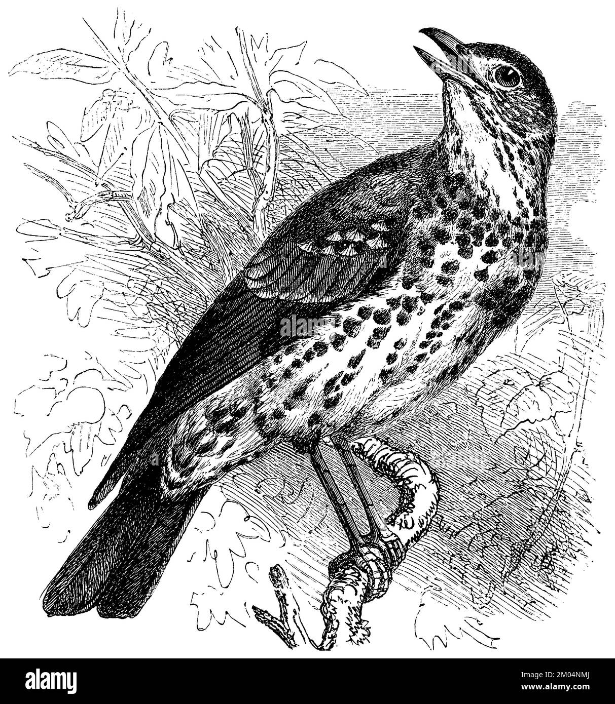 Turdus musicus hi-res stock photography and images - Alamy