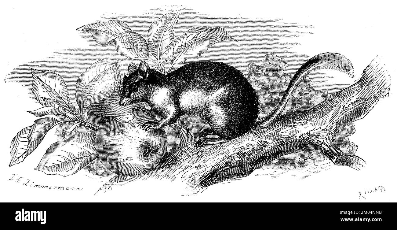 , Eliomys nitela, T.F. Zimmermann und R. Illner (zoology book, 1870 ...