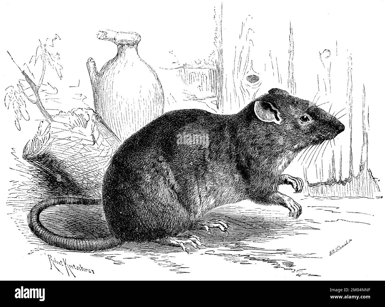 , Mus decumanus, Robert Kretschmer und F.O. Schmid (zoology book, 1870 ...