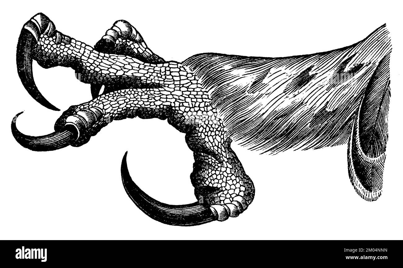 golden eagle, foot, Aquila chrysaetos, anonym (biology book, 1861 ...