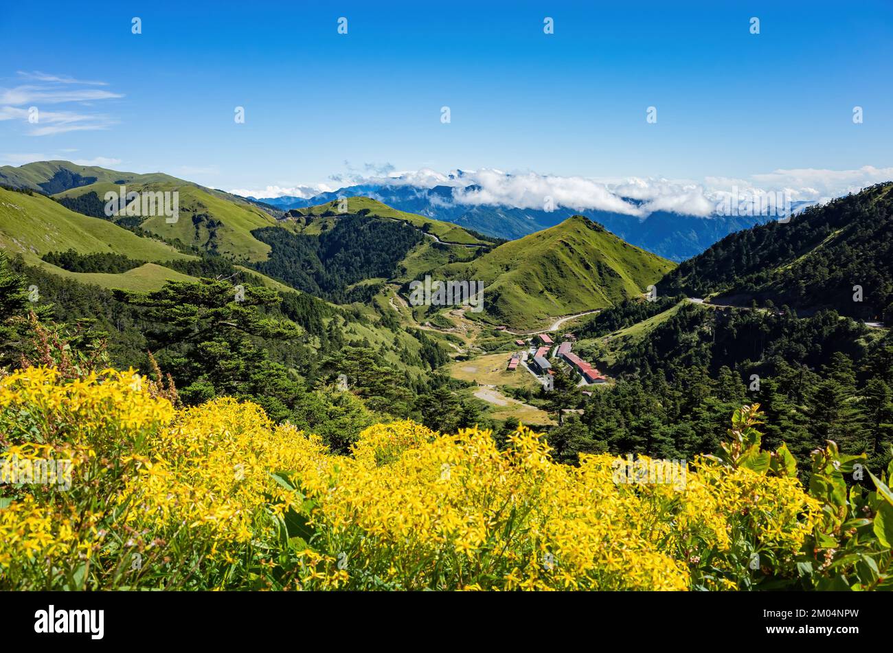 Yellow Flower blossom in the Hehuanshan mountain at Taiwan Stock Photo ...