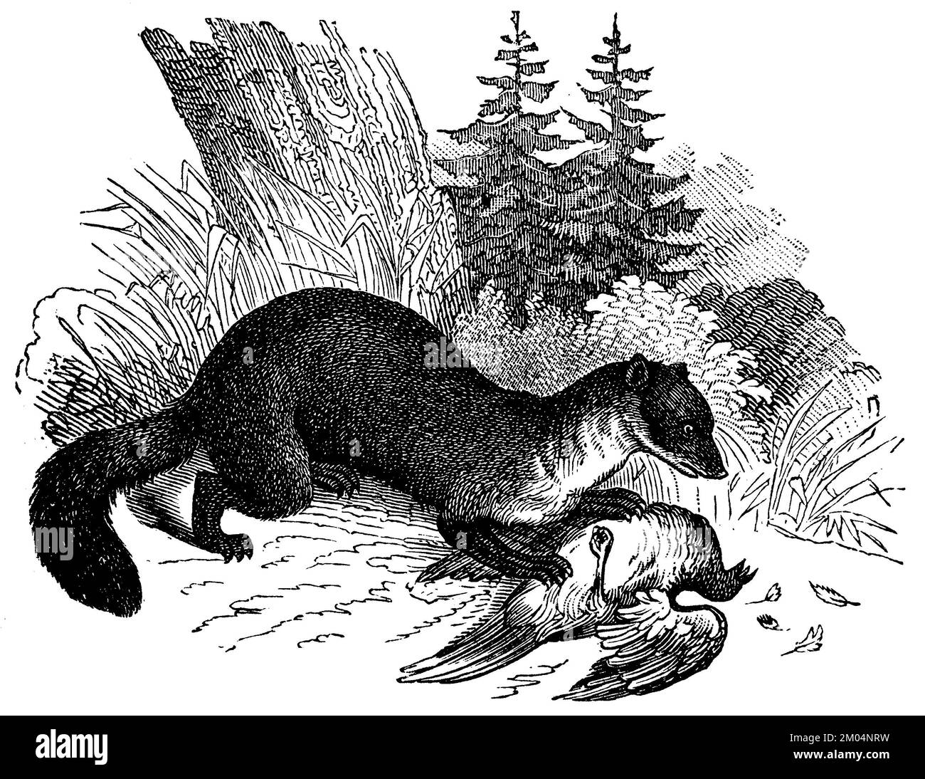 Martre des pins Black and White Stock Photos & Images - Alamy