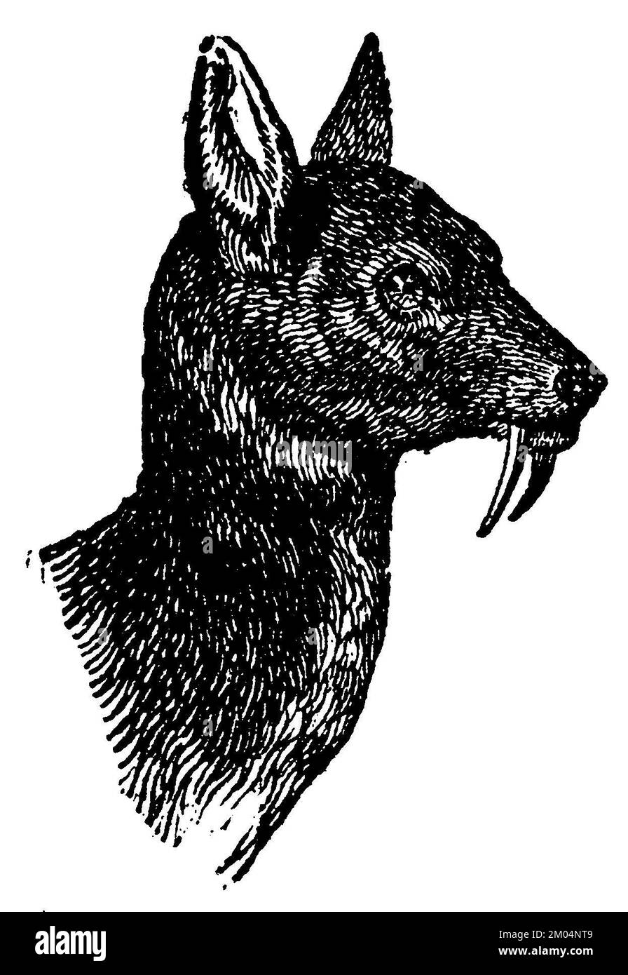 Siberian musk deer, Moschus moschiferus, anonym (biology book, 1861 ...