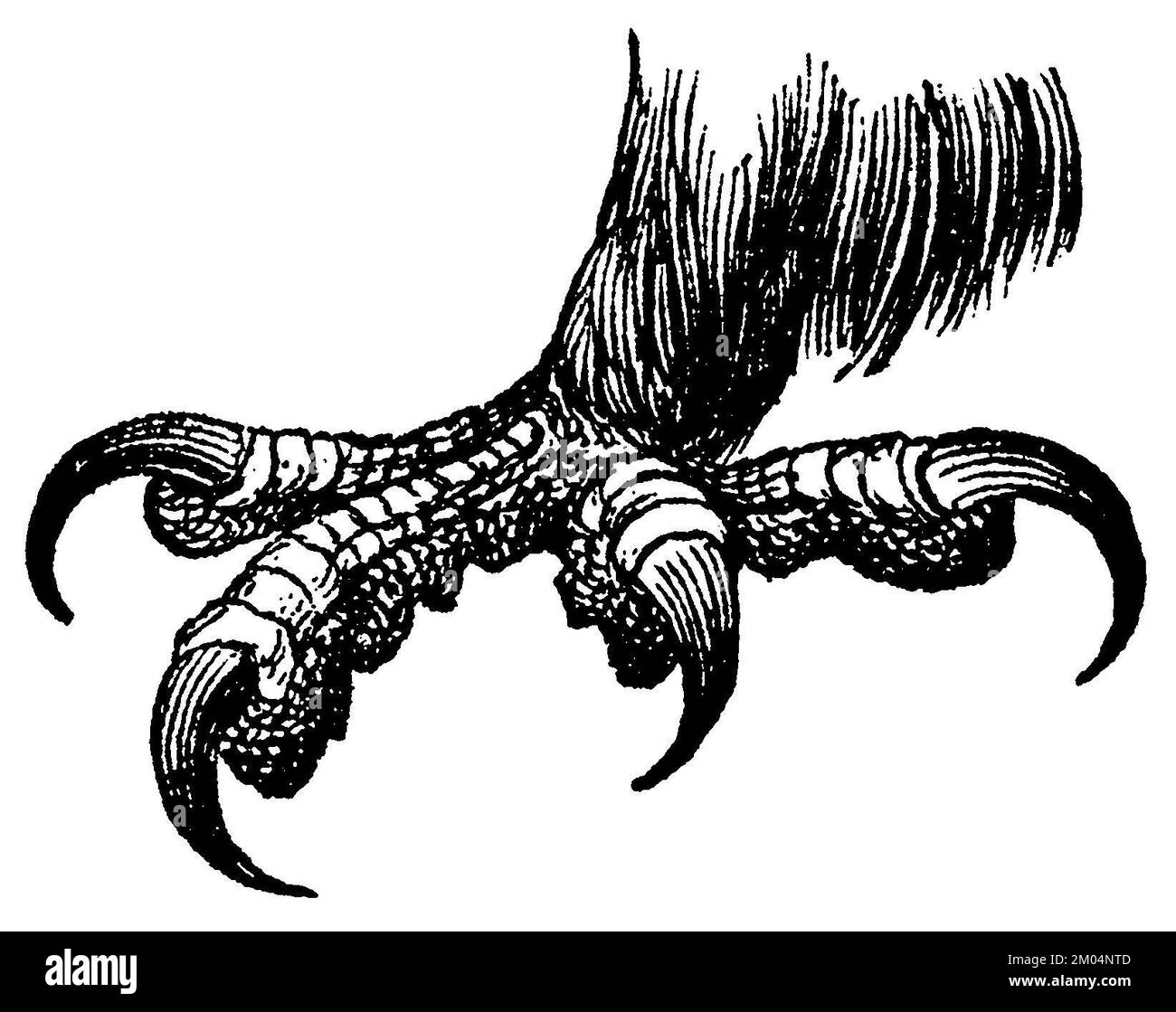 golden eagle, foot, Aquila chrysaetos, anonym (biology book, 1861 ...